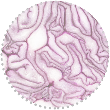 Al Nujoom Fruits & Vegetable Trading LLC